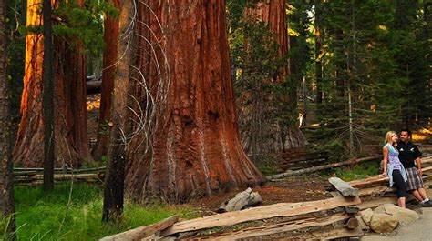 Giant Sequoia National Park