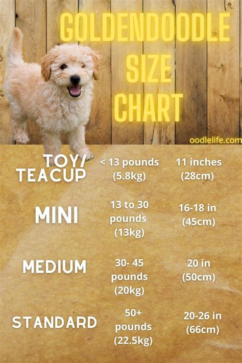 Mini Goldendoodle Weight Chart By Age Educational Chart Resources