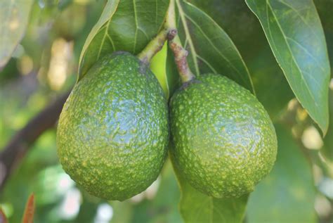 How Many Grams Of Fat Are In Avocados