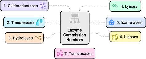 62 Enzyme Commission Number Biology Libretexts