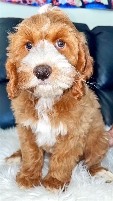 Previous Litters — Devins Doodles Cockapoo Breeder Vancouver Wa