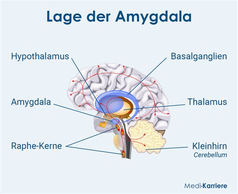 Anatomy Of Amygdala Morphology Of The Human Amygdala Lrpjjk