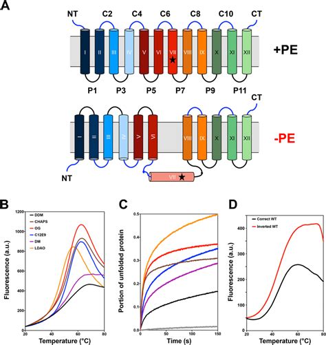 Inverted Lacy Stability In Various Detergents As Quantified By The Cpm
