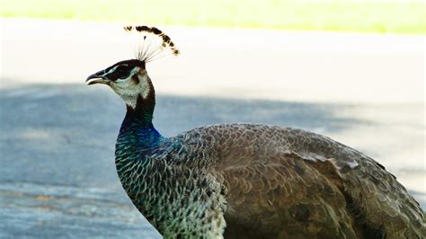 Female Peacock Chilling On The Street In Pasadena Ca Oc 1920x1080