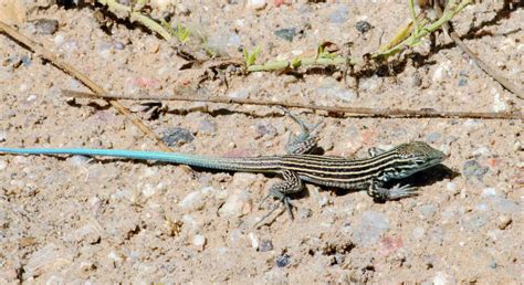 Big Lizards In New Mexico At Bernadette Williams Blog
