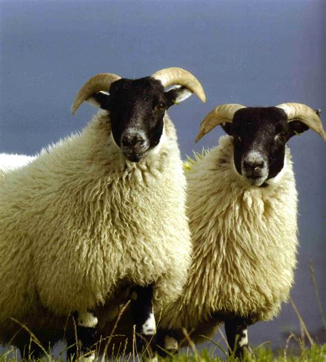 Sheep Scots Blackface Wool Initiative