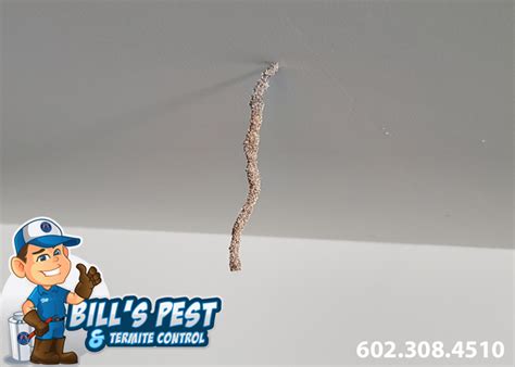 Termite Droppings From Ceiling What You Need To Know Bills Pest