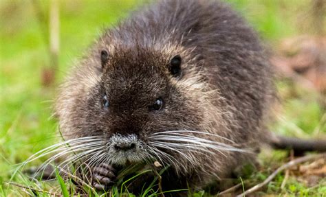In Focus Nutria Are Somewhat Cute But An Invasive Pest Nonetheless