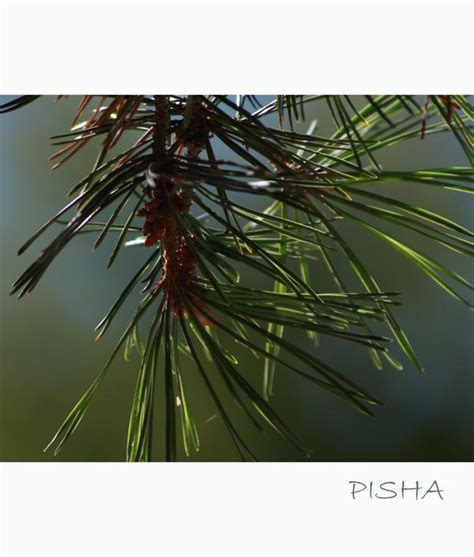 Pisha By Bekimqyqalla On Deviantart