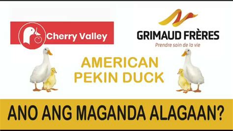 Cherry Valley Grimaud Frères O American Pekin Duck — Ano Ang Maganda