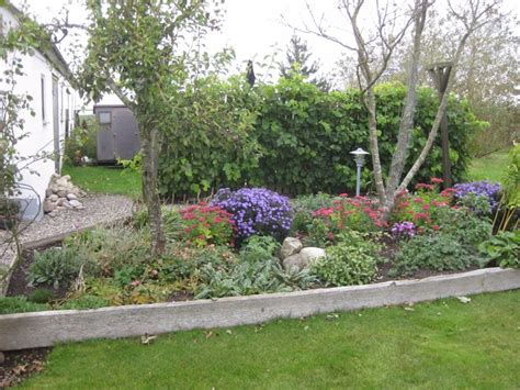 Stauder I Lyserødtlillahvidt Planter Til Solhalvskygge