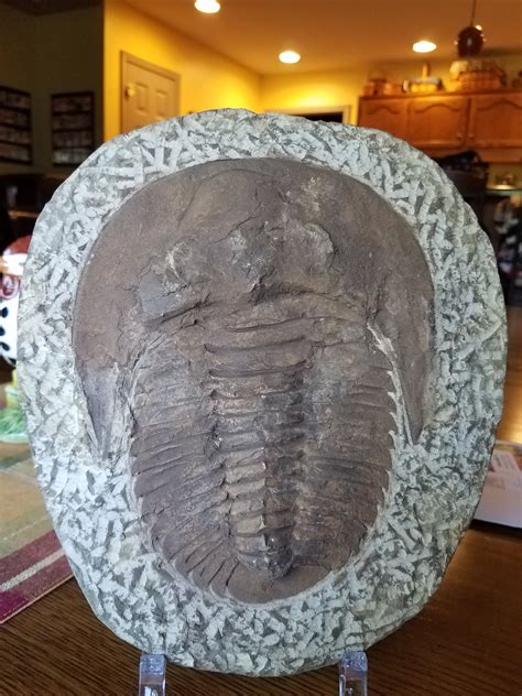 Fake Moroccan Trilobite Is It Real How To Recognize Fossil Fabrications The Fossil Forum
