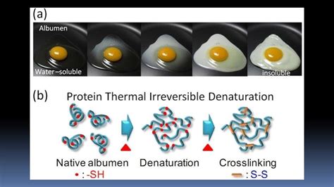 Denaturation Of Protein Denaturation Denaturation Is A Process
