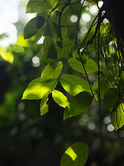 Shadowmilkcookiewallpaperpc Photos Download The Best Free Shadow