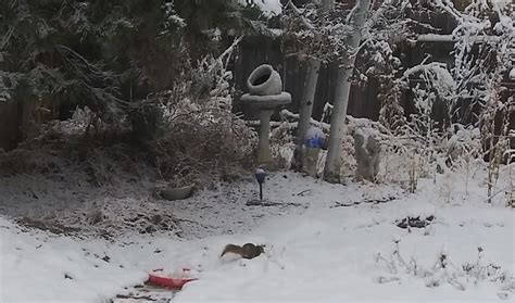 Confessions Of A Recalcitrant Goddess Squirrel Circus