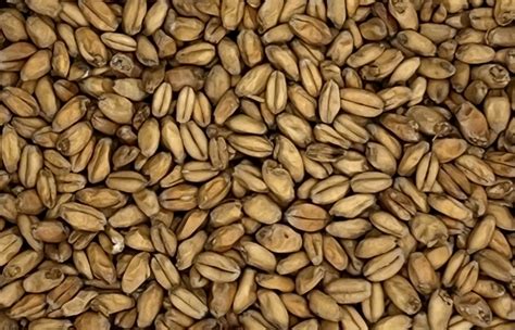 Kernels Malt In The Media Picks For Autumn 2025 Craft Maltsters Guild