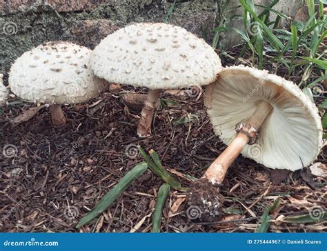 Trio Of Basidiomycota Mushrooms Organic Matter Decomposing Fungi Help