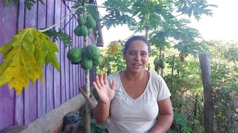Veja Como Fazer O Pé De Mamão Macho Se Transformar Em Mamão Fêmea