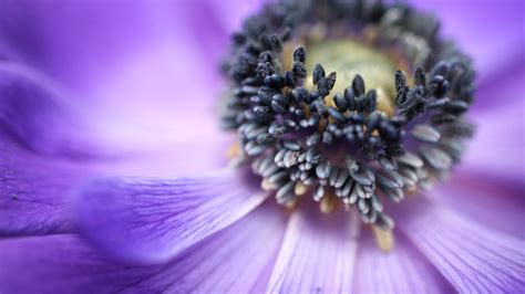 How To Spot And Treat Common Bee Diseases Urban Bee Life