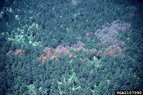 Southern Pine Beetle Dendroctonus Frontalis