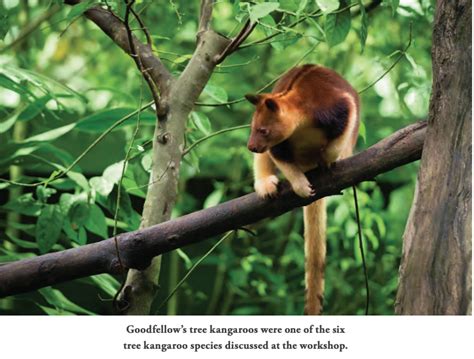 Three Claps For Conservation Landowners Play A Critical Role In The Fight For Tree Kangaroos