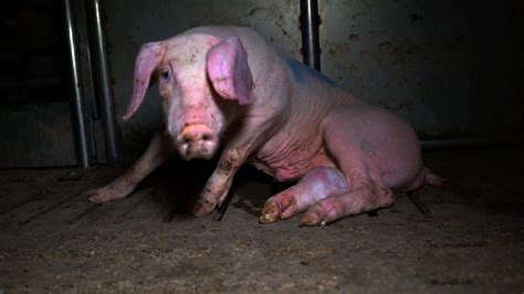 Animal Abuse Pigs