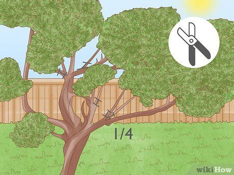 Blue Juniper Tree Pruning