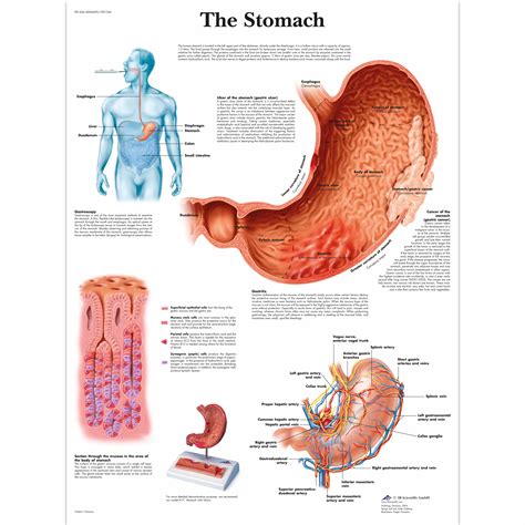 Anatomy Of The Human Stomach Diagram