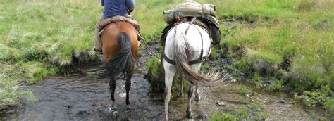 Faecal Egg Count Kit
