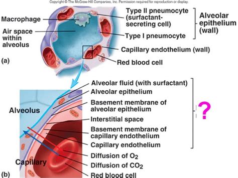 Capillary Epithelium