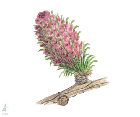 Larix Decidua Euforgen European Forest Genetic Resources Programme