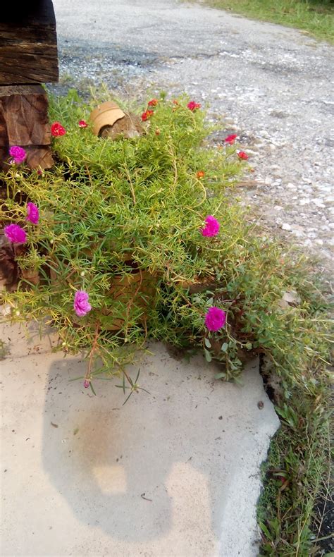 Belajar Bertanam Tanaman Bunga 10 Pagi