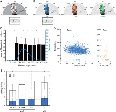 The Speed Of Mreb Filaments Is Not Correlated With Their Length A