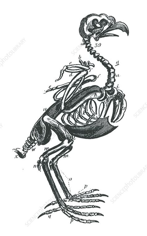 Bird Skeleton Art