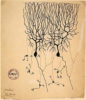 Neuron Wikipedia