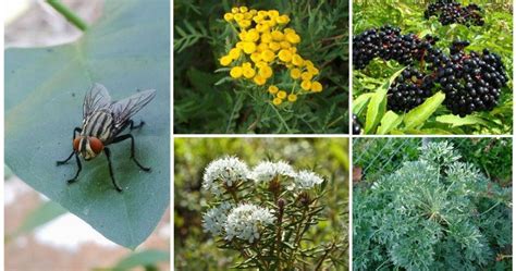 7 Plantas Para Tener En Casa Para Ahuyentar Arañas Moscas Y Mosquitos