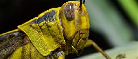 Grasshopper Insect Facts A Z Animals