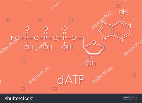 Deoxyadenosine Triphosphate Datp Nucleotide Molecule Dna Stock