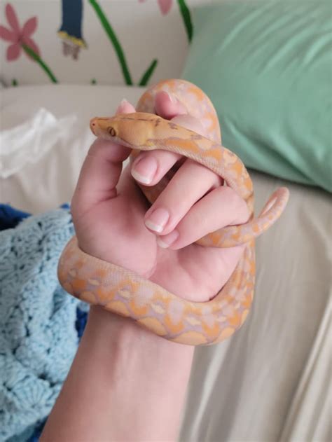 Aphrodite My Juvenile Reticulated Python Rsnakes