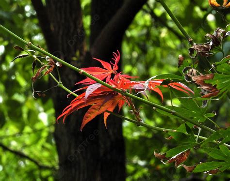 Maple Leaf Material Background Maple Leaf Picture Maple Leaf  White Background Image For