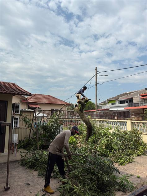 Timely Intervention Preventing Tree Problems Before They Escalate Tree Cutting Services In