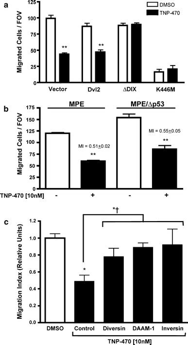 Pcp Signaling Inhibition Disrupts Endothelial Cell Migration In A Download Scientific Diagram