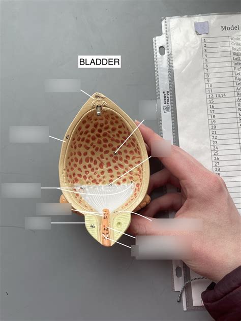 Bladder Model Diagram Quizlet