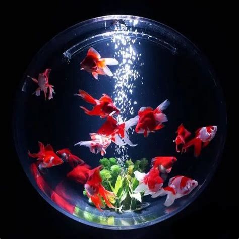 Circular Pfp Goldfish Fisheye Photography Aesthetic Art