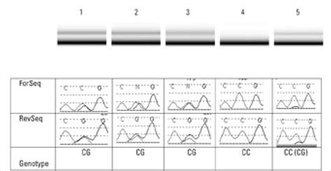 Dna Sequence Chromatogram Data Corresponding To Agilent Chip Data
