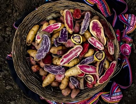 ¿qué Son Las Papas Nativas Peruanas