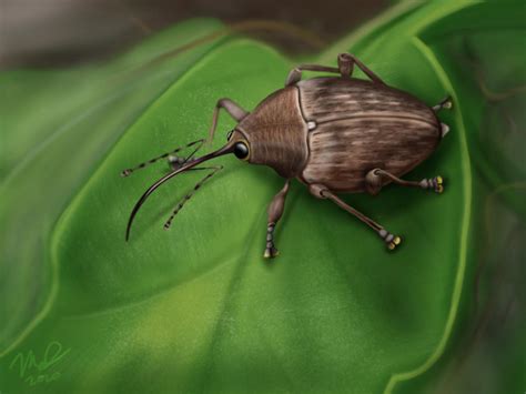 Acorn Weevil By Artofmattfossen On Deviantart
