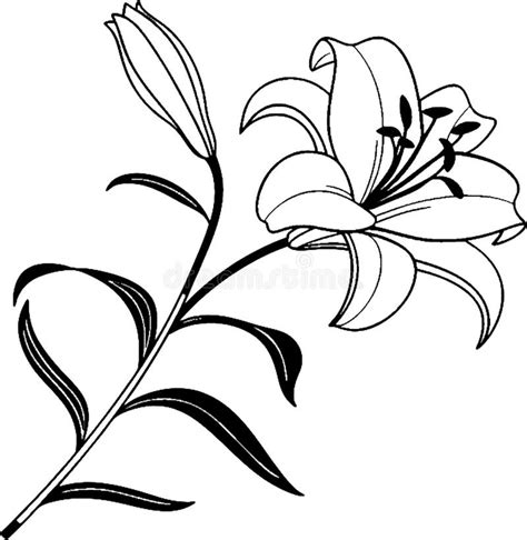 Elegant Giant Oriental Lily Black Stencil Clipart Design Stock Illustration Illustration Of
