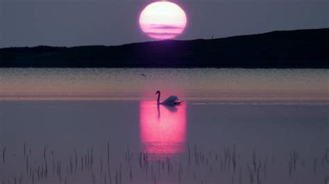 Pink Swan Un Usual Sunset Colour Allan Thomson Flickr