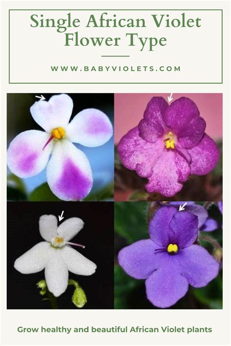 What Are The Different Shapes Of African Violet Flowers Artofit